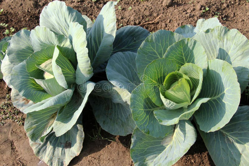 Cabbage Grows in the Garden Stock Image - Image of health, cabbage ...