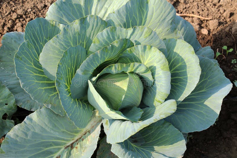 Cabbage Grows in the Garden Stock Image - Image of natural, harvest ...