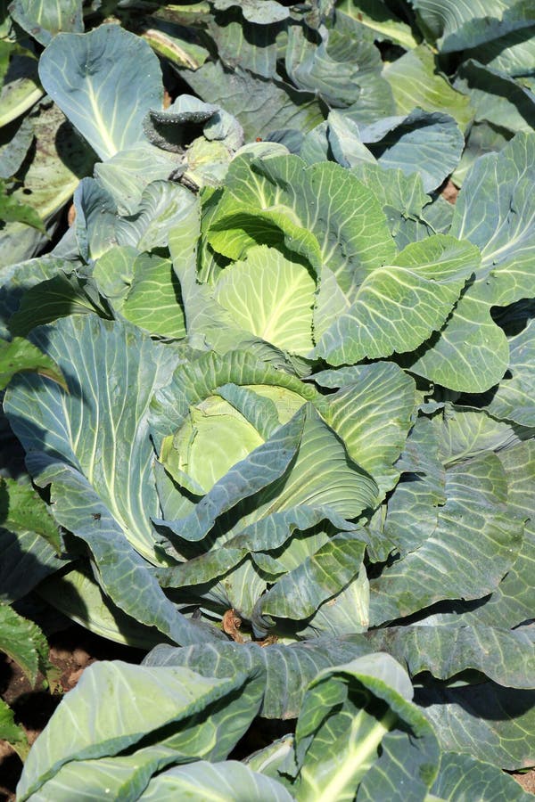 Cabbage Grows in the Garden Stock Photo - Image of vegetable, freshness ...