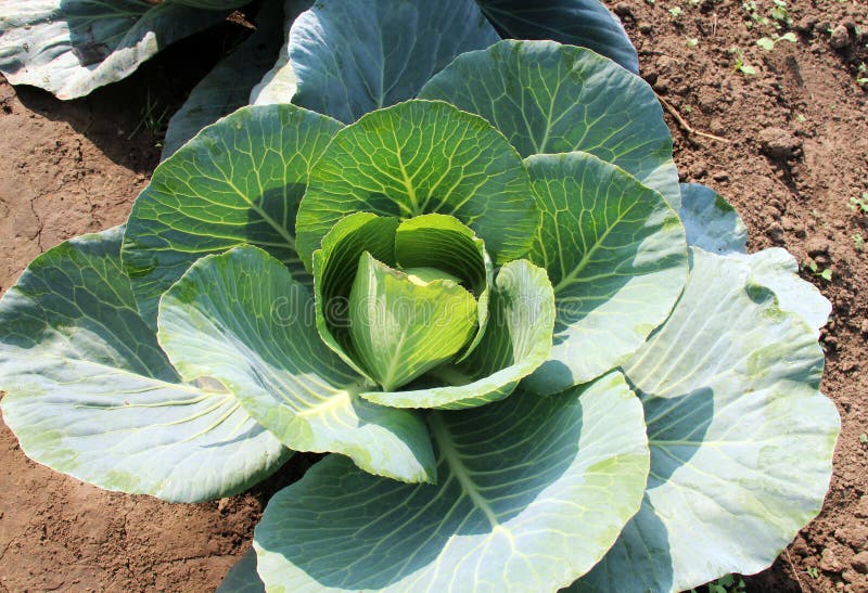 Cabbage Grows in the Garden Stock Image - Image of summer, fresh: 361771183