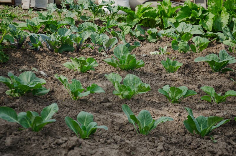 Cabbage Grows in the Garden, Planted in Rows Stock Photo - Image of ...