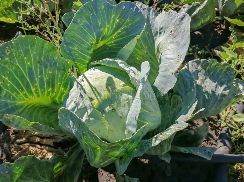 Cabbage Grows in the Garden. There is Winter Cabbage on the Bed. a ...