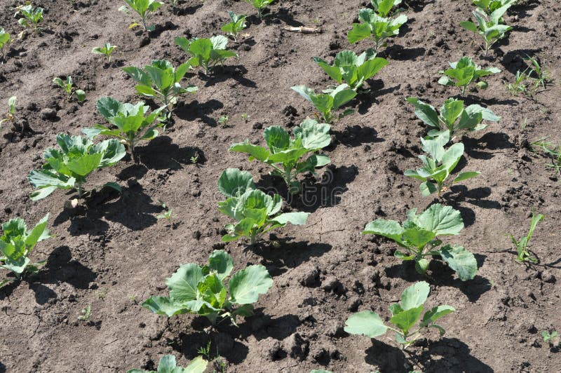 Cabbage Grows in the Open Ground Stock Image - Image of landscape ...