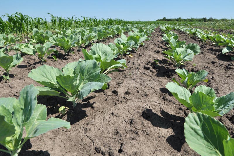 Cabbage Grows in the Open Ground Stock Photo - Image of soil, leaf ...