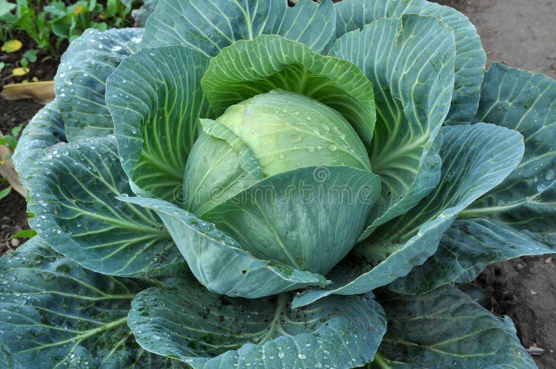 Cabbage Grows in the Open Ground Stock Photo - Image of organic, leaves ...