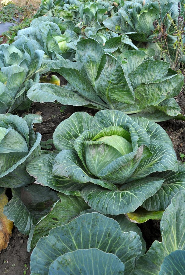 Cabbage Grows in the Garden Stock Photo - Image of homegrown ...