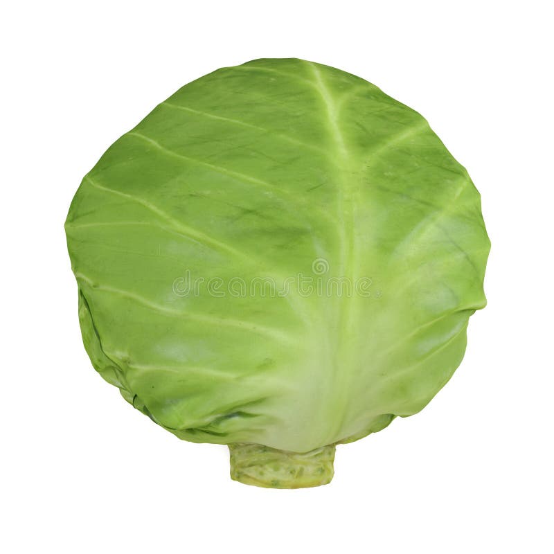 Half Head Cabbage Stock Illustrations – 235 Half Head Cabbage Stock ...