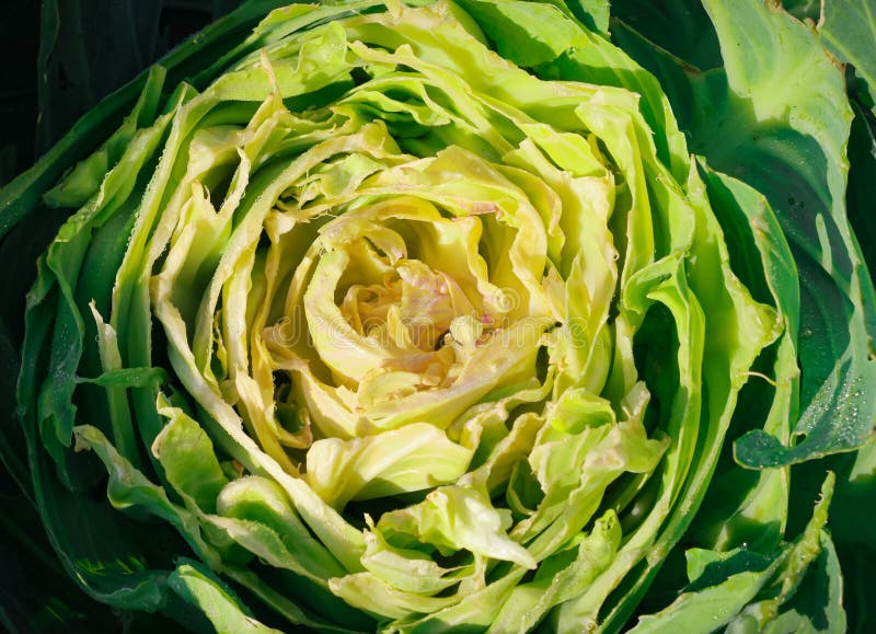 Cabbage Half Eaten by Animal from the Field Stock Photo - Image of ...