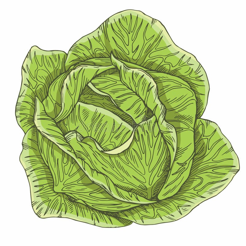 Cabbage Stock Illustrations – 55,180 Cabbage Stock Illustrations ...