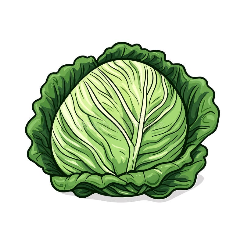 Cabbage Hand-drawn Illustration. Cabbage. Vector Doodle Style Cartoon ...