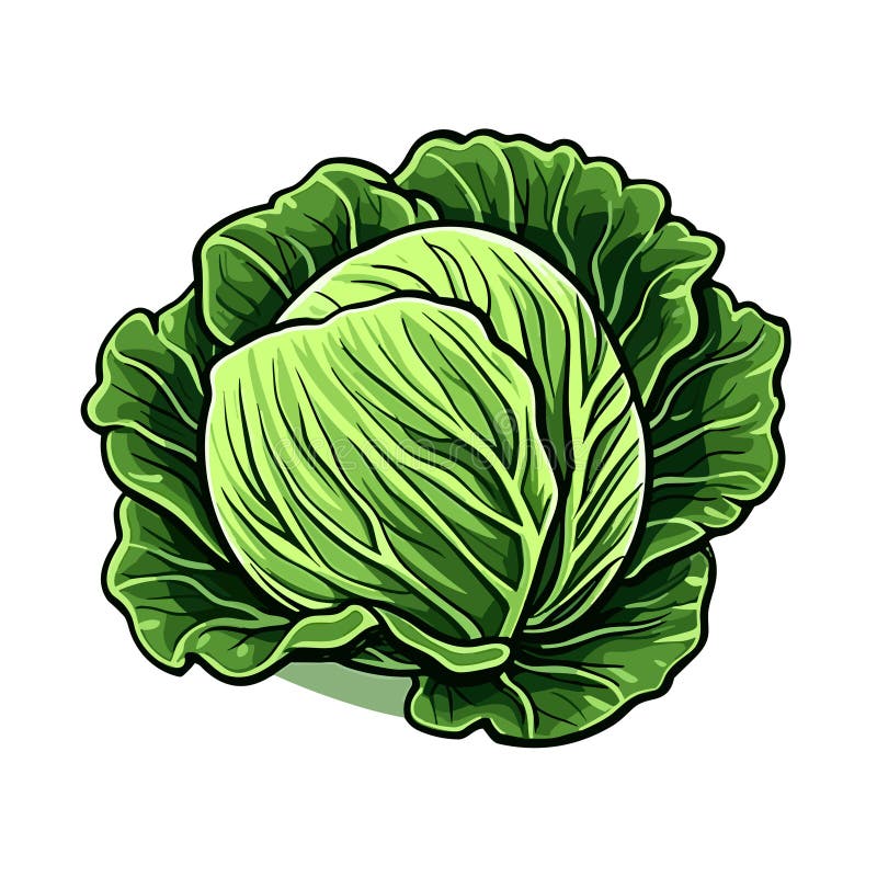 Cabbage Hand-drawn Illustration. Cabbage. Vector Doodle Style Cartoon ...