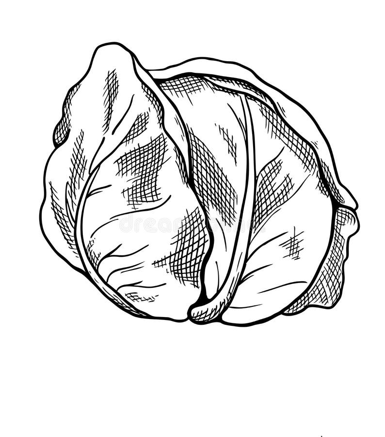 Cabbage Hand Drawn Sketch. Organic Vegetables. Sketch Vegetable ...