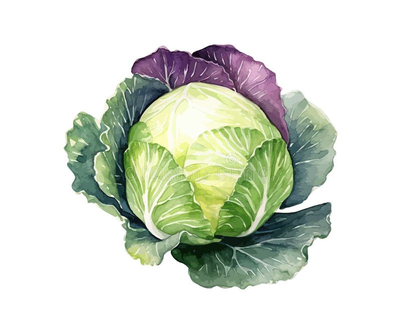 Cabbage. Hand Drawn Watercolor Stock Vector - Illustration of cabbage ...