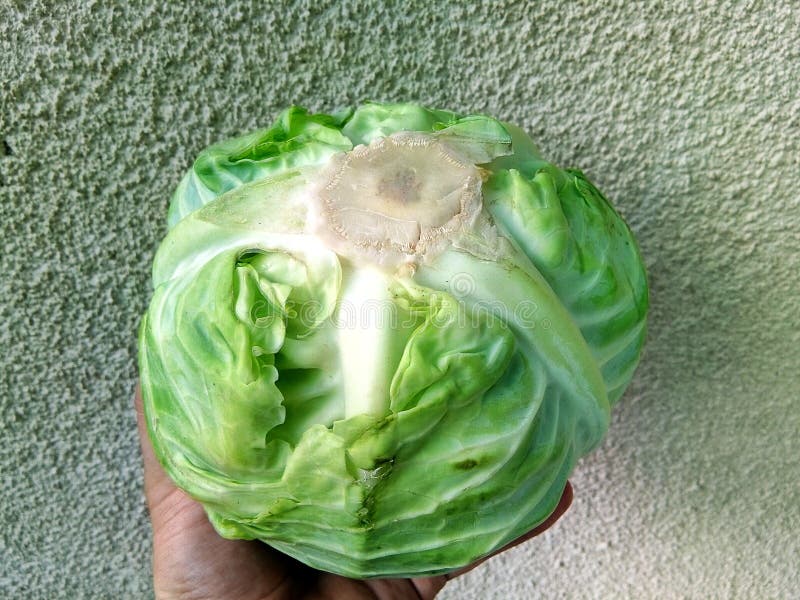 Cabbage in a Hand - Vegetable Stock Image - Image of green, food: 222529605