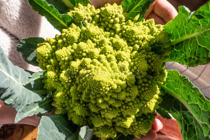 Cabbage in the Hands of a Woman Stock Image - Image of organic, fresh ...