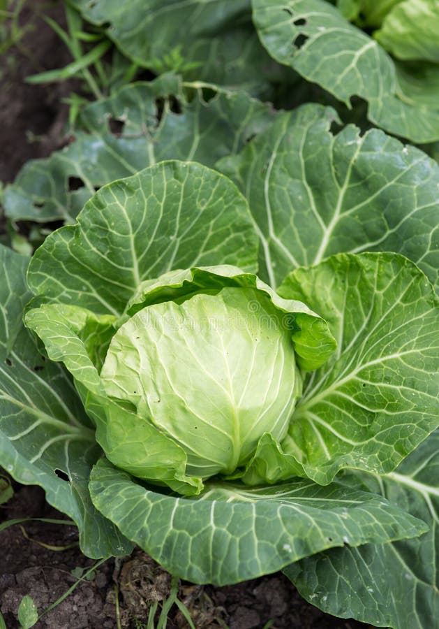 Cabbage Harvest in the Garden Stock Image - Image of field, farming ...