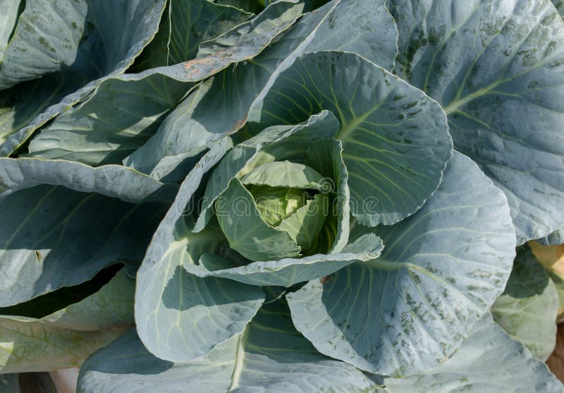 Cabbage Harvesting Using Modern Technology in the Farm Stock Photo ...