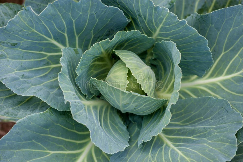 Cabbage Harvesting Using Modern Technology in the Farm Stock Photo ...
