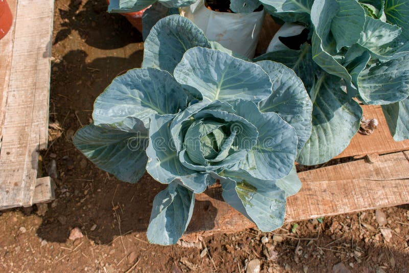 Cabbage Harvesting Using Modern Technology in the Farm Stock Photo ...