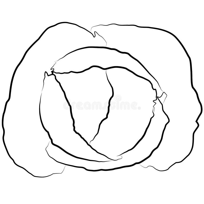 Cabbage Head Field Stock Illustrations – 458 Cabbage Head Field Stock ...