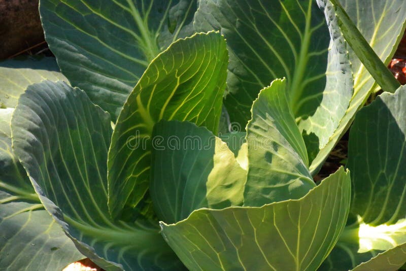SUNLIGHT on CABBAGE HEAD FORMING in a VEGETABLE PATCH Stock Image ...