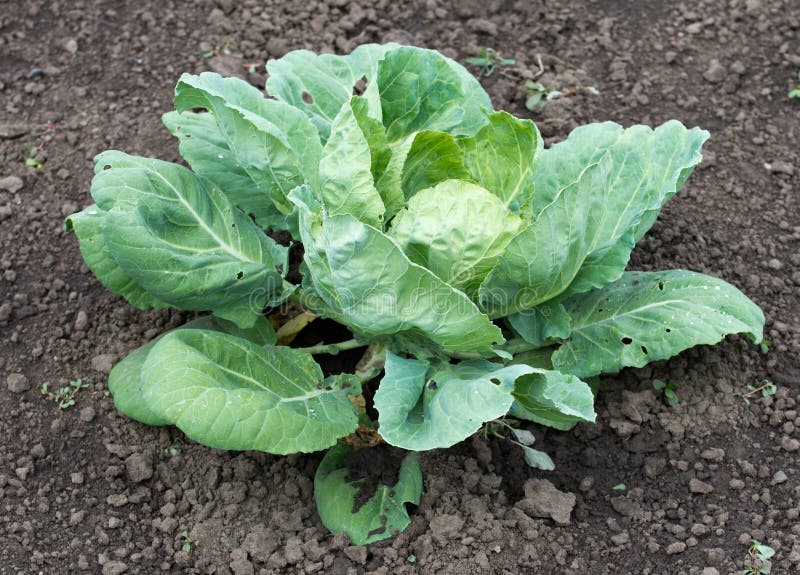 Cabbage stock image. Image of leaf, growing, land, farm - 32536089