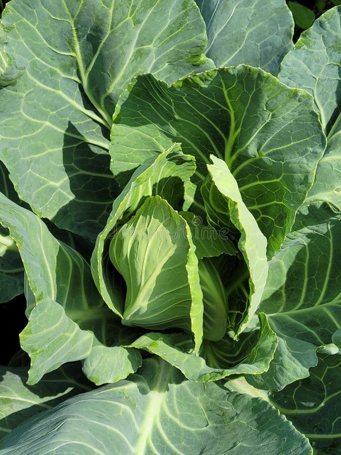 Cabbage Head Growing on the Vegetable Bed Stock Image - Image of food ...