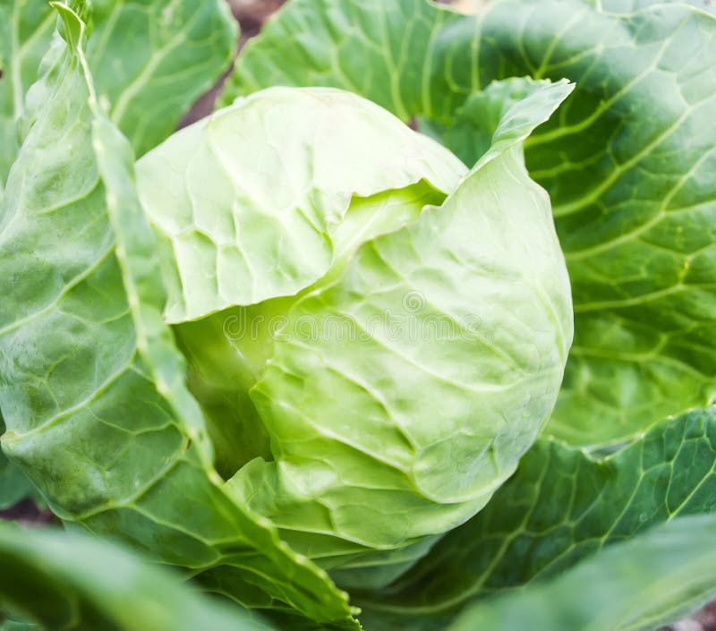 Cabbage Head Growing on Vegetable Bed Stock Image - Image of harvest ...