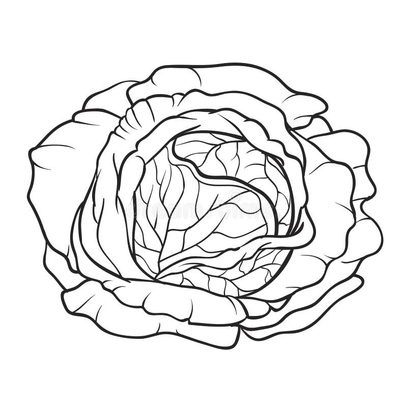 Cabbage Head Sketch, Coloring Book, Isolated Object on White Background ...