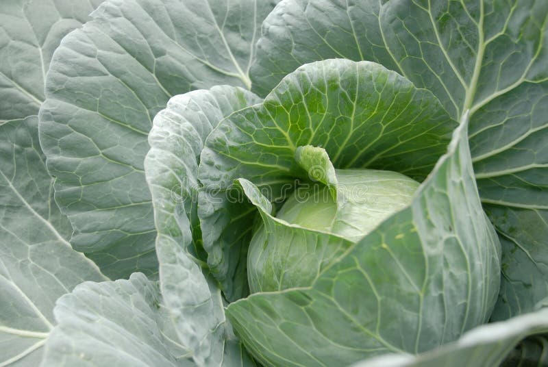Cabbage Head Vegetable stock image. Image of dicotyledonous - 875877