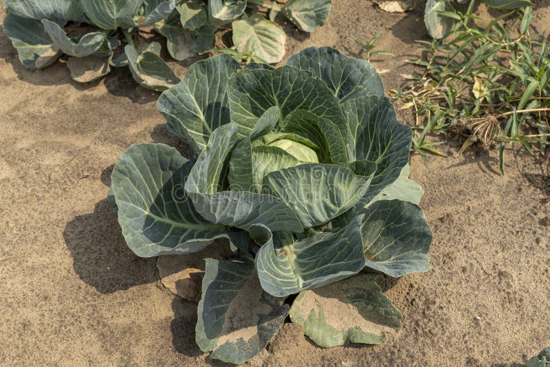 Cabbage Heads in the Field Close Up Stock Photo - Image of soil ...