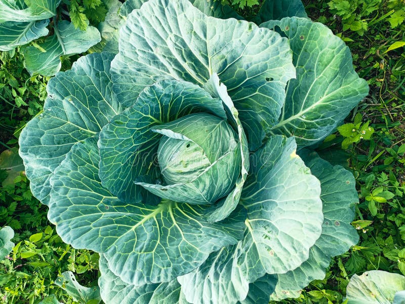 Cabbage Healt Vegetable stock photo. Image of dish, flower - 262560918