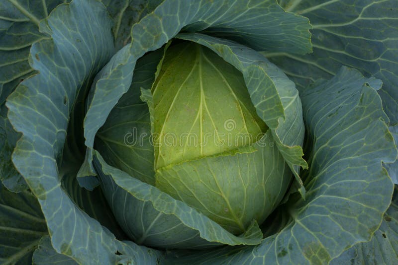 Cabbage stock photo. Image of fresh, healthy, cole, grow - 36716964
