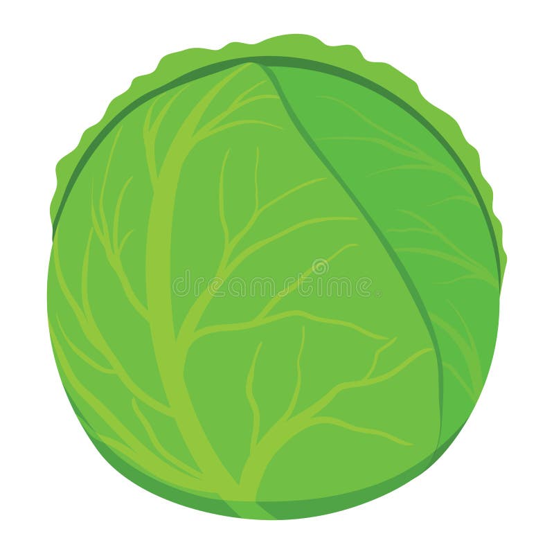 Cabbage icon stock vector. Illustration of organic, cabbage - 124090713