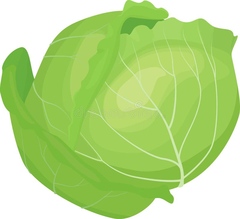 Cabbage Illustration Vector Stock Vector - Illustration of culinary ...