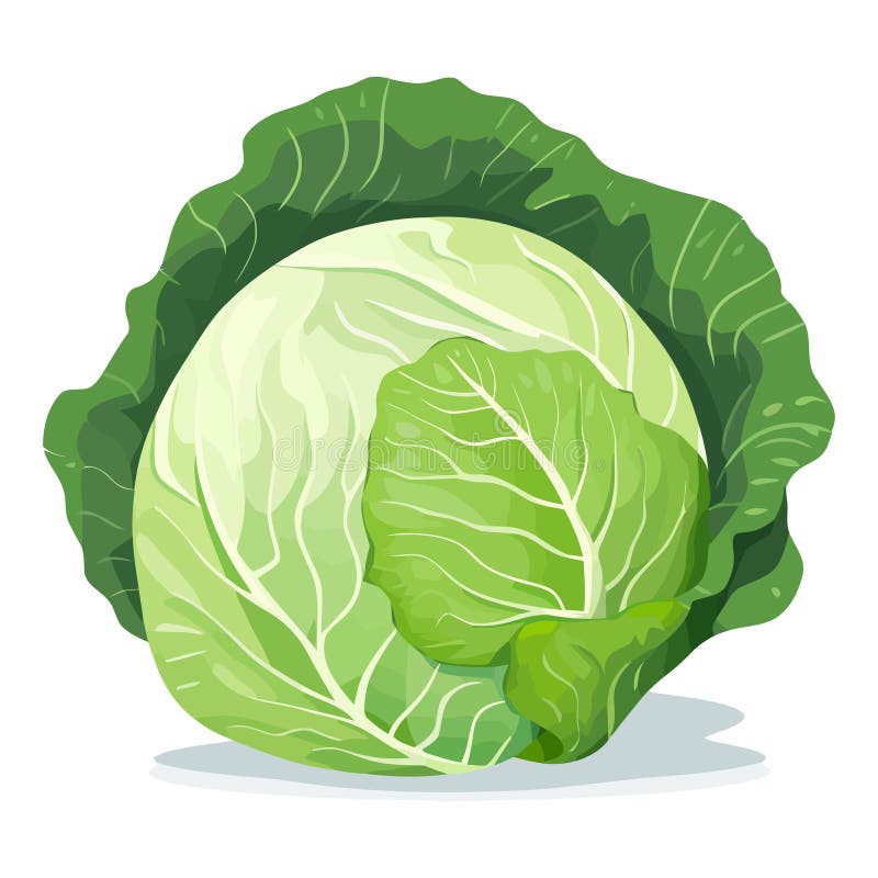 Cabbage Image. Cute Image of an Isolated Cabbage. Vector Illustration ...