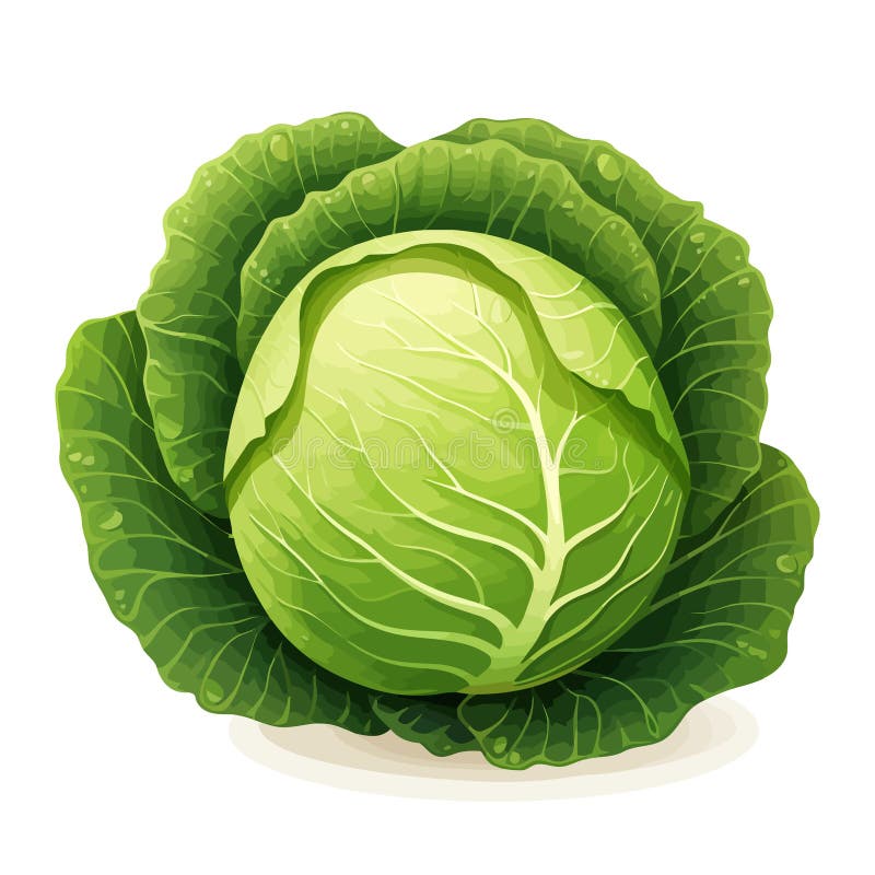 Cabbage Image. Cute Image of an Isolated Cabbage. Vector Illustration ...