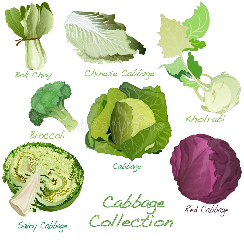 Cabbage Image set stock illustration. Illustration of diet - 76258379