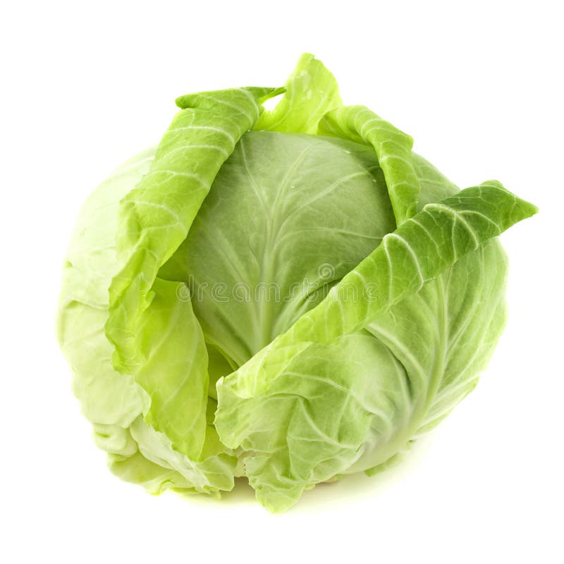 Jaroma Cabbage stock image. Image of white, cabbage - 167698703