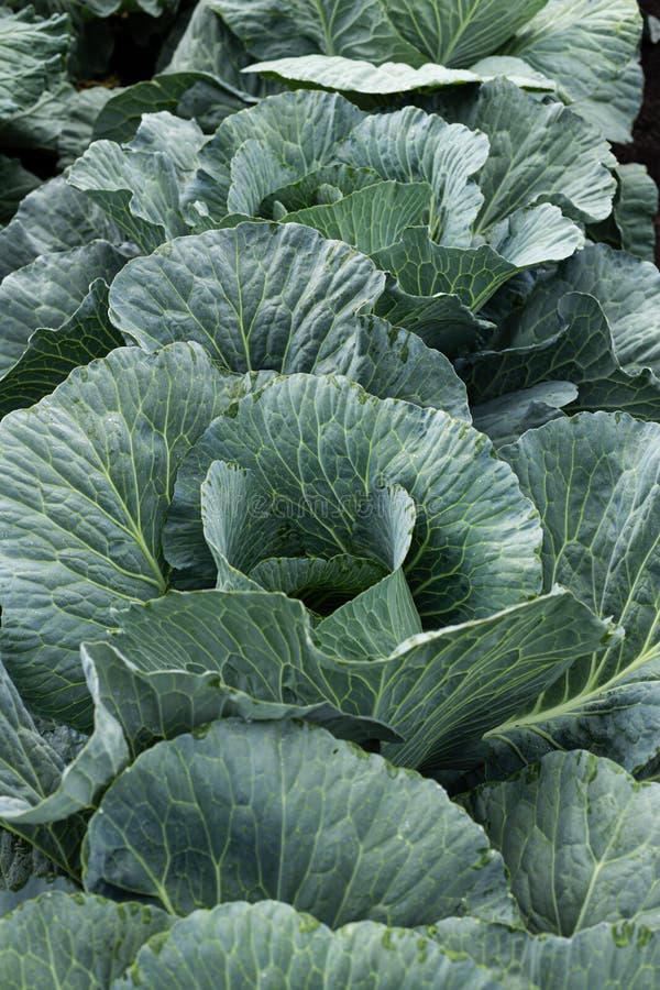 Cabbage Kachan is in Full Bloom. Garden Stock Photo - Image of eating ...