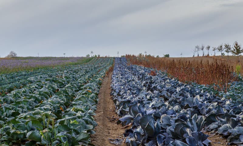 Cabbage. Landscape. Field. Food. Vegetable Stock Photo - Image of ...