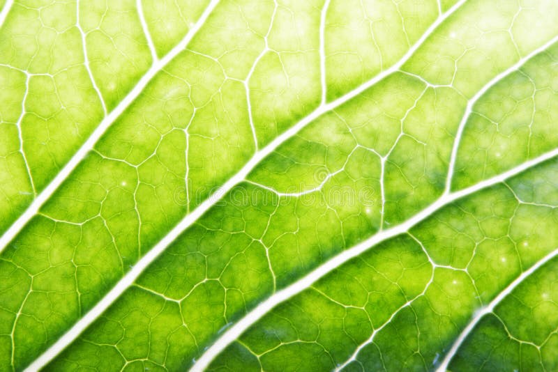Cabbage leaf stock image. Image of flora, natural, colorful - 10522083