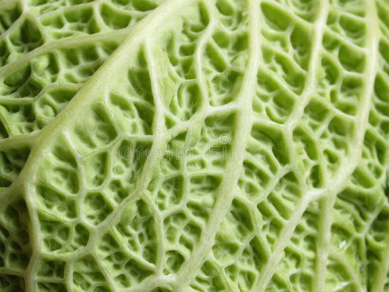 Cabbage Leaf Picture. Image: 15075355