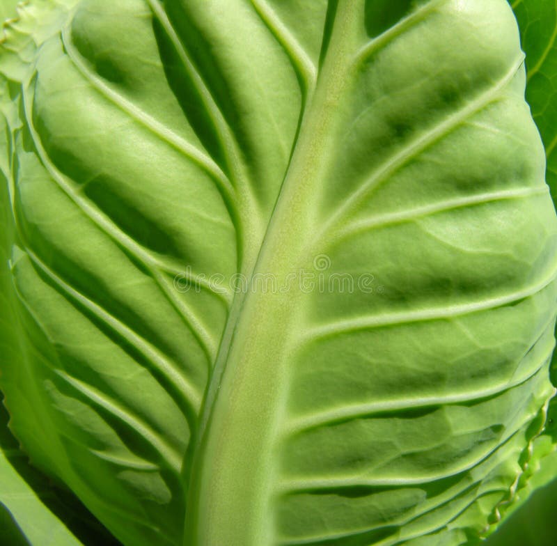 Cabbage leaf stock photo. Image of background, leaf, cabbage - 18250230