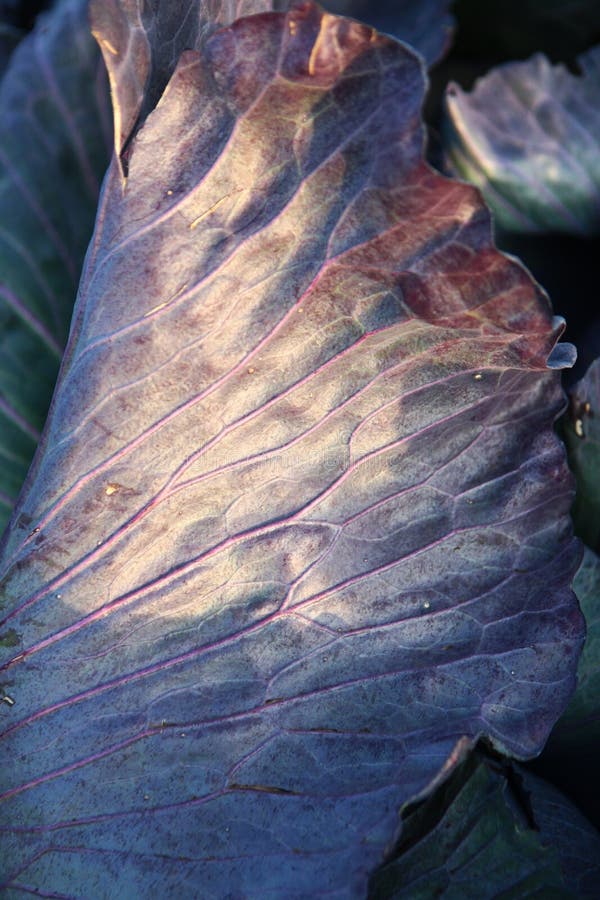 Cabbage Leaf Close Up. Textured Leaf of Red Cabbage. Macro Photo ...
