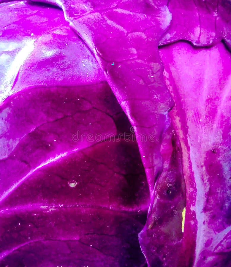 Cabbage Leaf in Purple Color Stock Image - Image of pink, produce ...