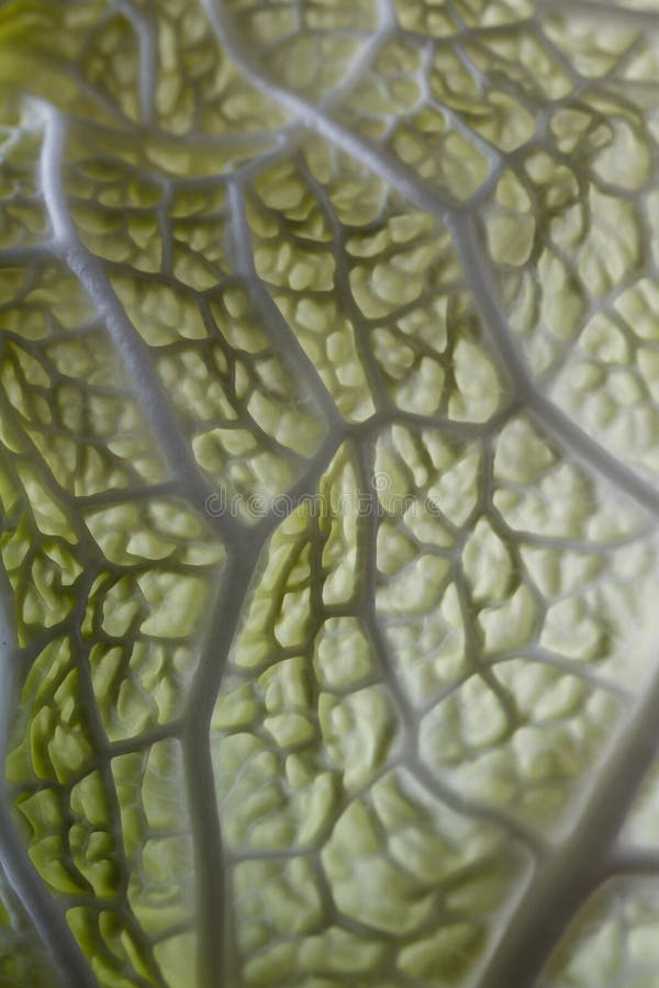 Cabbage leaf texture stock image. Image of lines, textured - 65990715