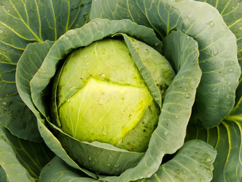 Cabbage leaves stock image. Image of abstract, vegetative - 8206763