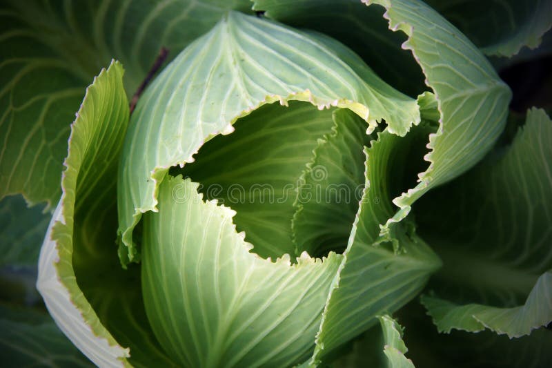 Cabbage Leaves As a Natural Background Stock Photo - Image of cabbage ...