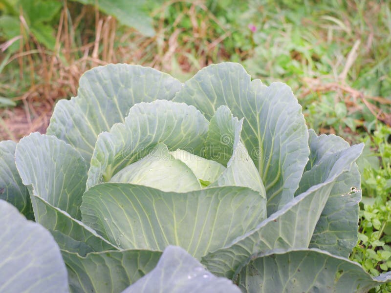 Cabbage leaves close-up stock image. Image of nutrition - 213772309